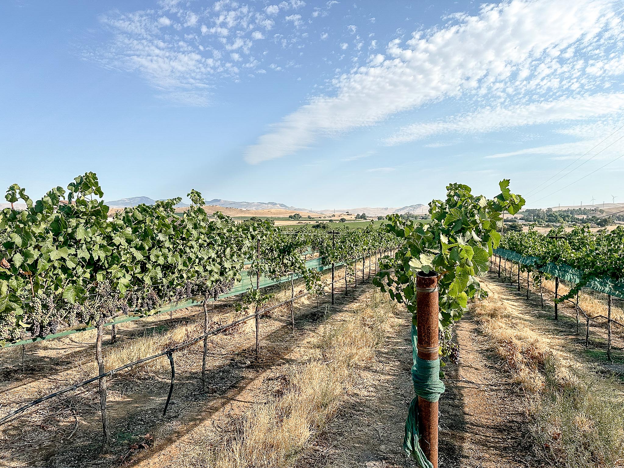 Sustainable Estate Vineyards in Livermore Valley | Darcie Kent Wines