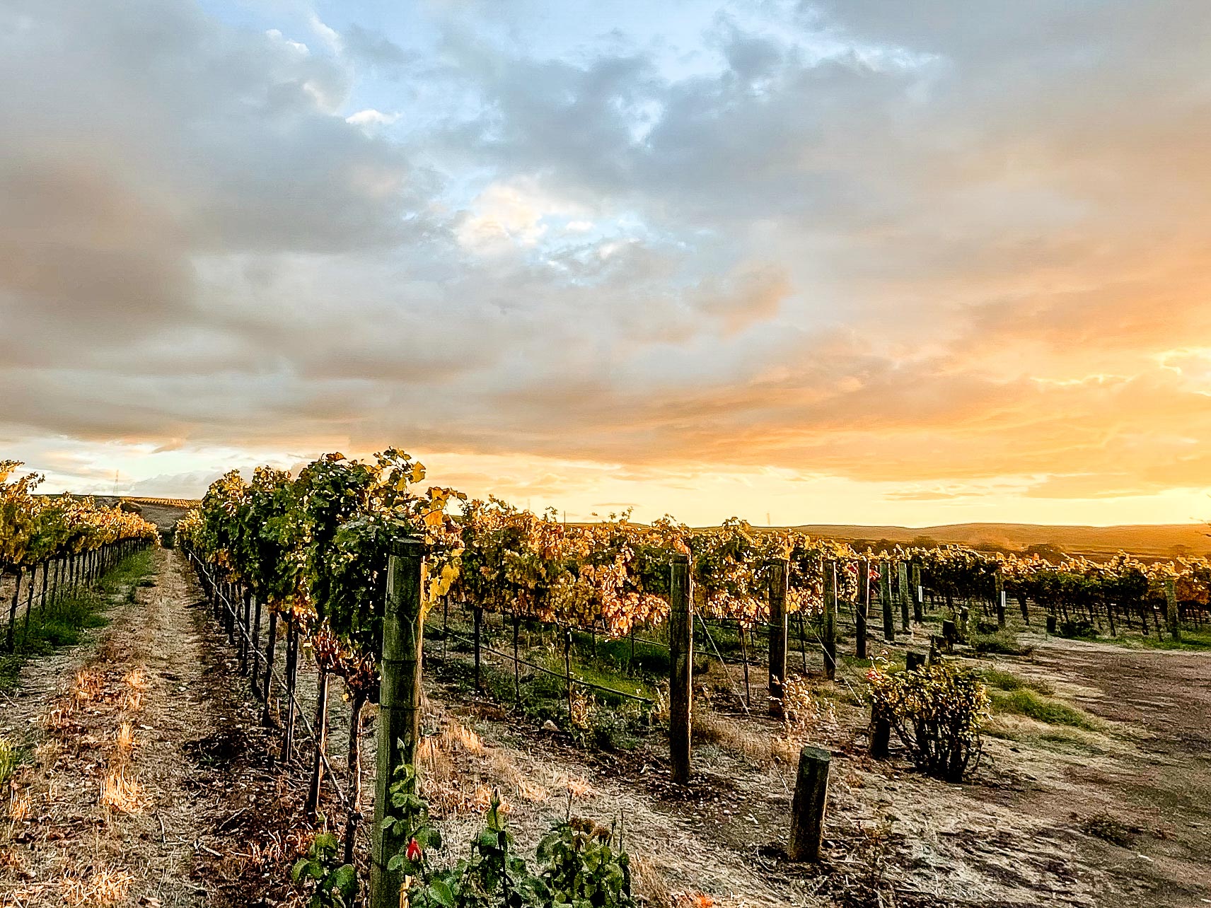 Sustainable Estate Vineyards in Livermore Valley | Darcie Kent Wines